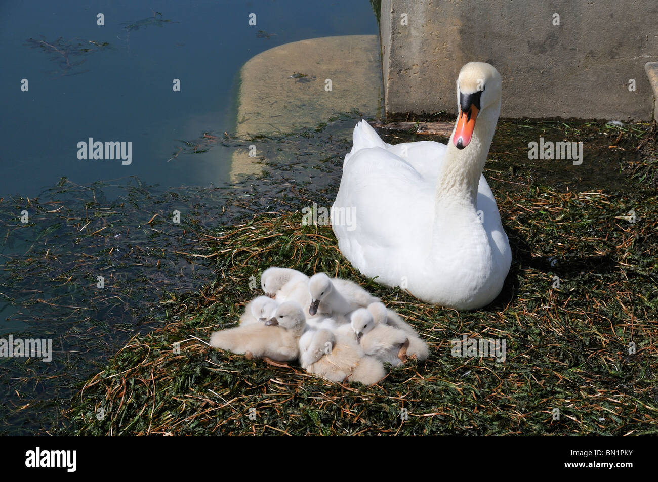 Cygnus olor, Mute Swan with its cygnets Stock Photo - Alamy