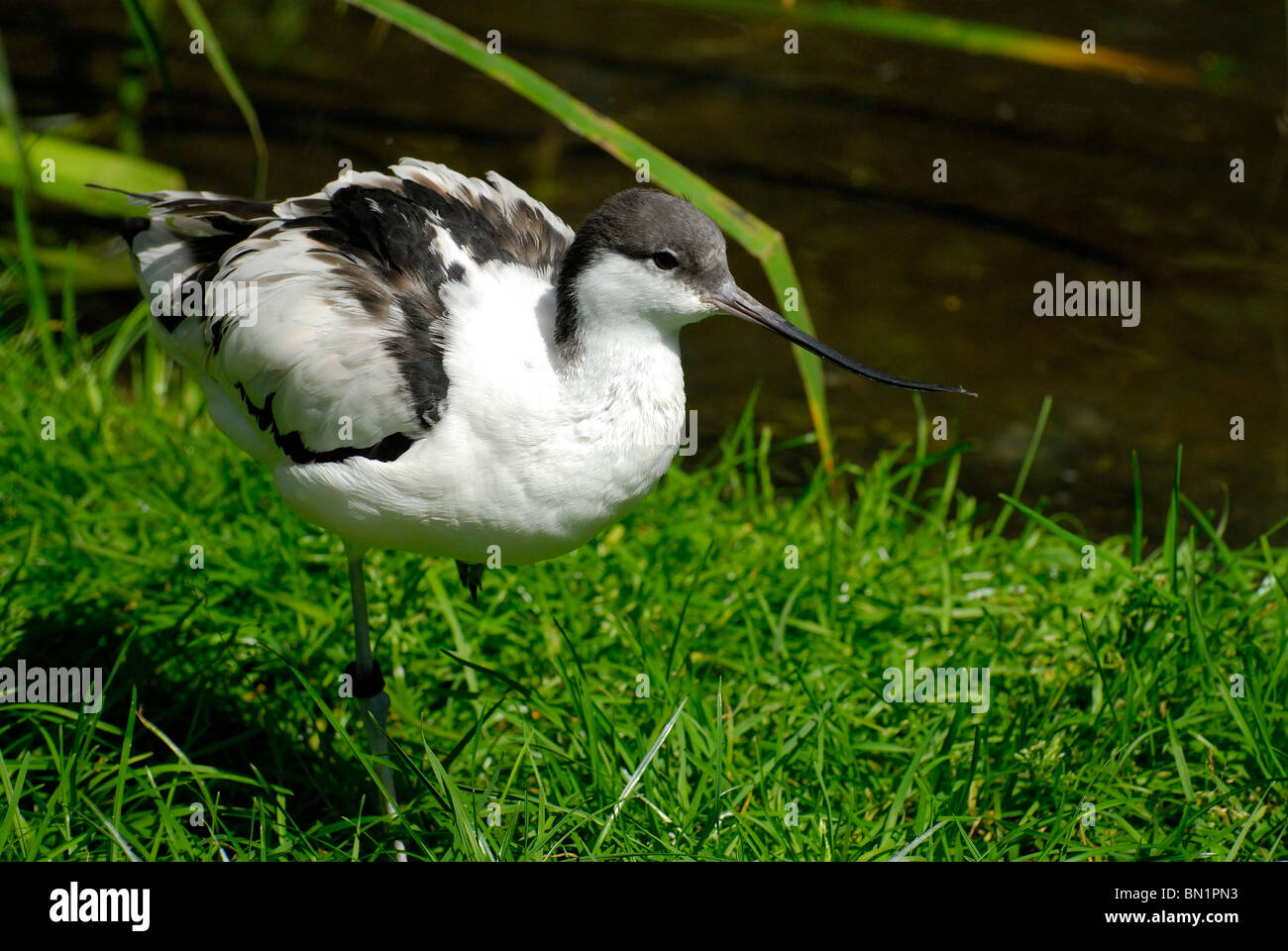 Recurvirostra avosetta, Pied Avocet Stock Photo - Alamy