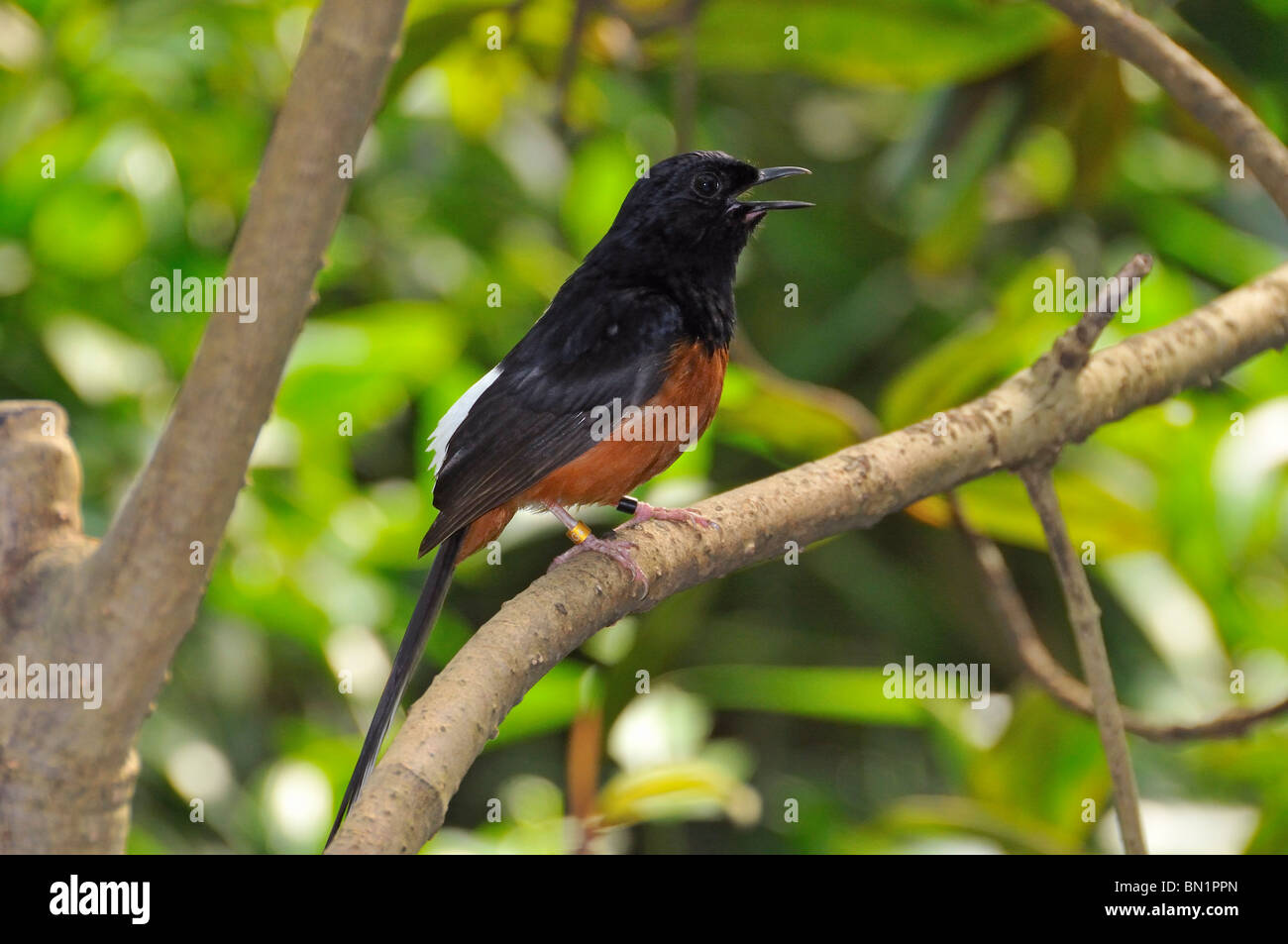 Malabaricus hi-res stock photography and images - Alamy