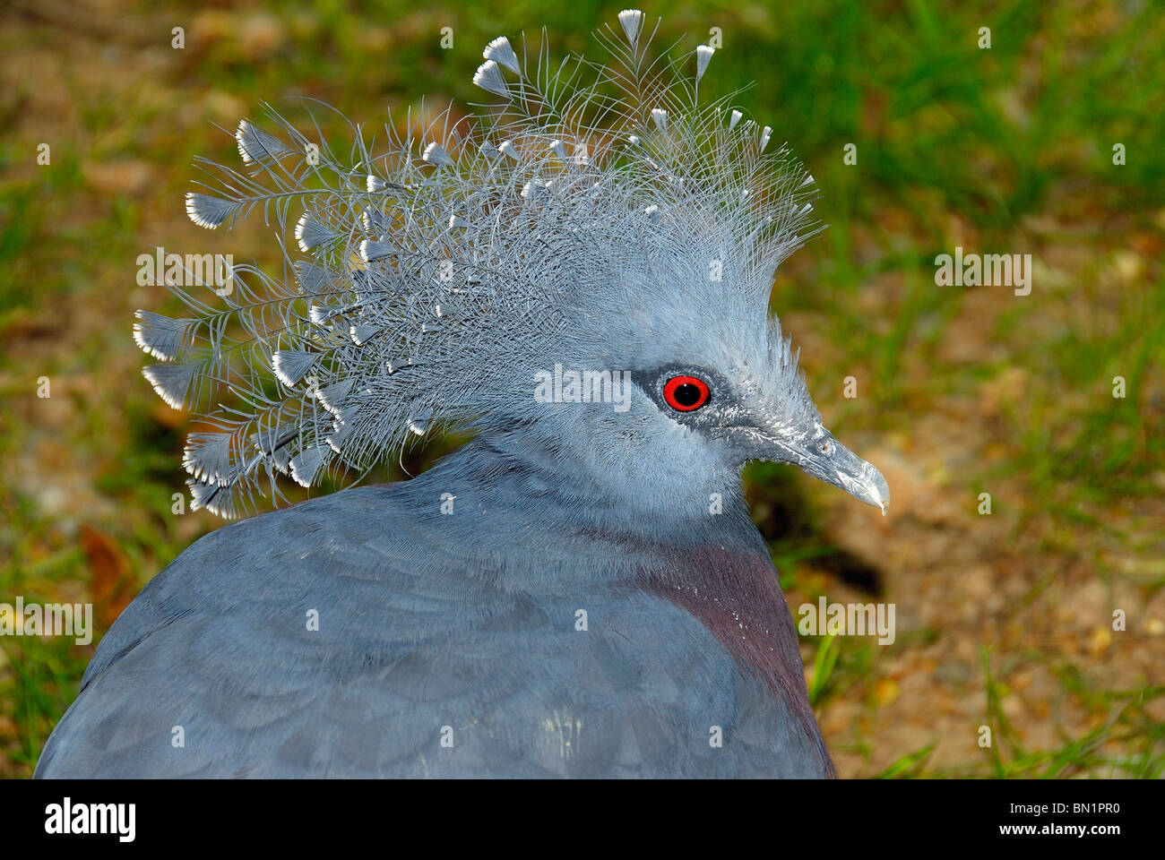 Victoria crowned pigeon bird hi-res stock photography and images - Alamy