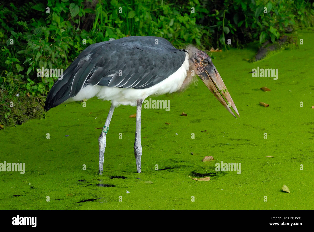 Leptoptilos crumeniferus, Marabou Stork Stock Photo - Alamy