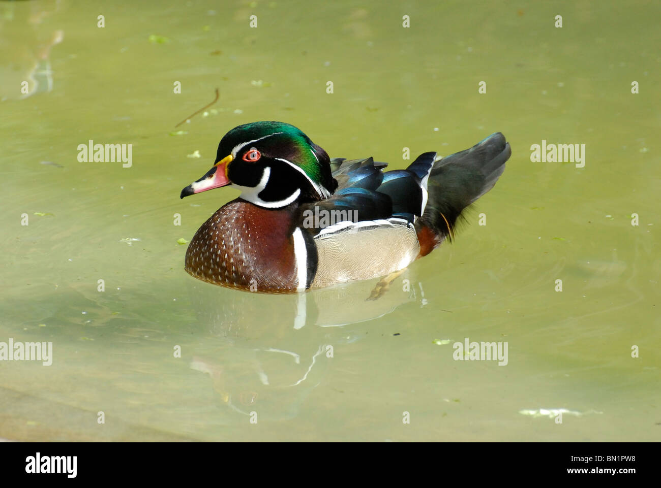 Aix sponsa, Wood Duck Stock Photo - Alamy