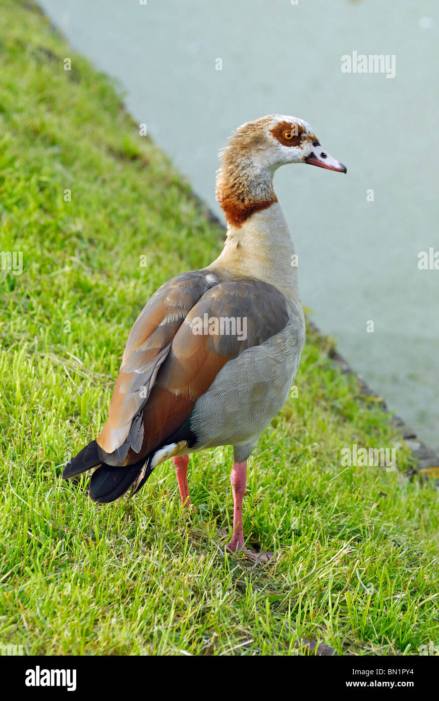 Alopochen aegyptiacus, Egyptian Goose Stock Photo - Alamy