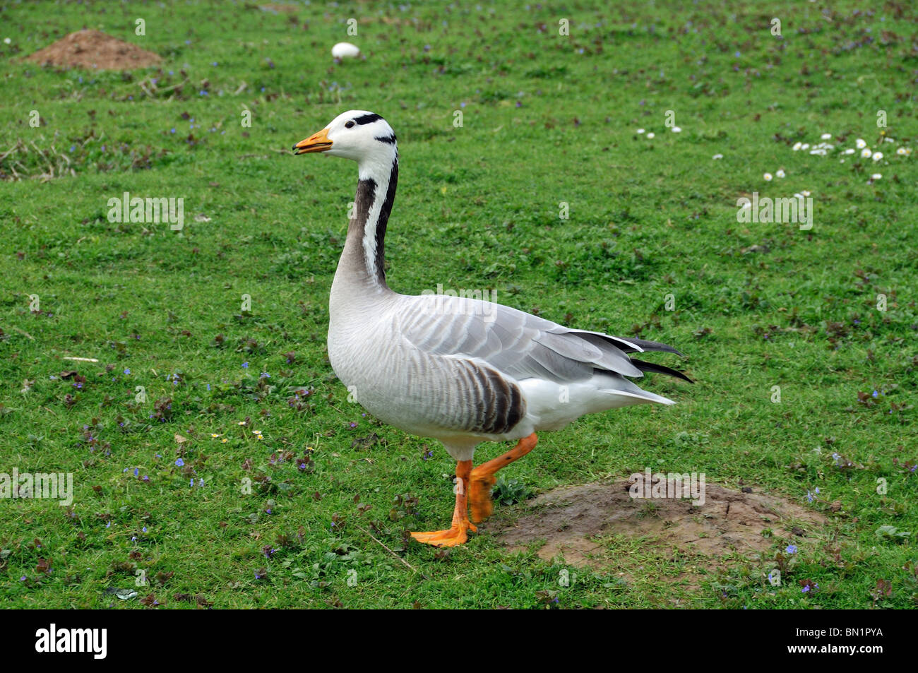 Anser indicus, Bar-headed Goose Stock Photo - Alamy