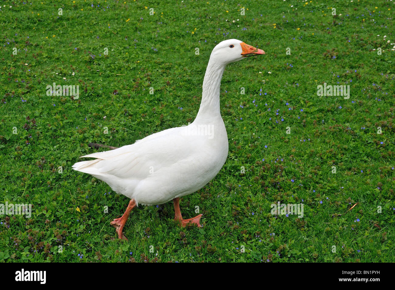 Anser anser domesticus, Domestic goose Stock Photo - Alamy