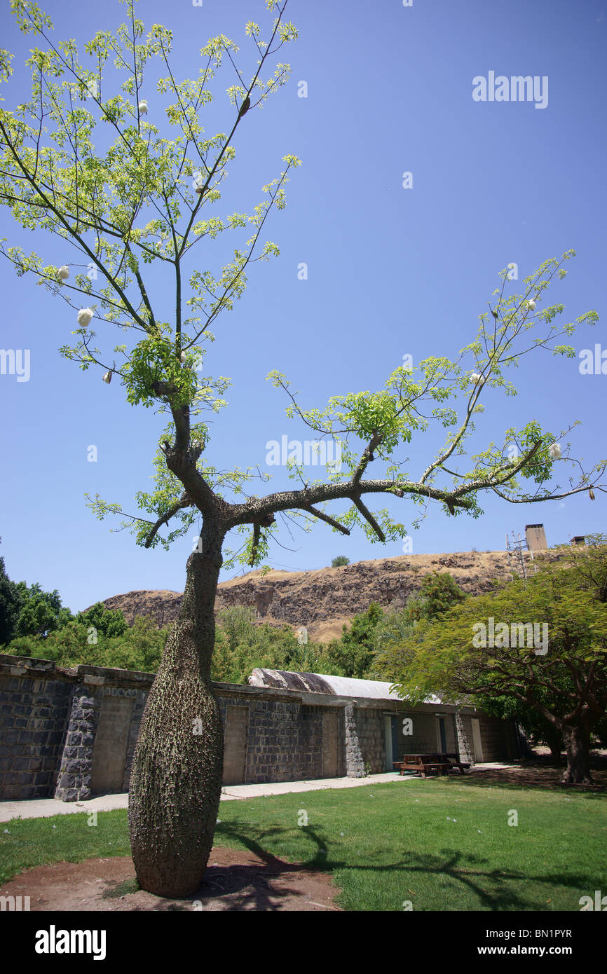 Hamat hi-res stock photography and images - Alamy