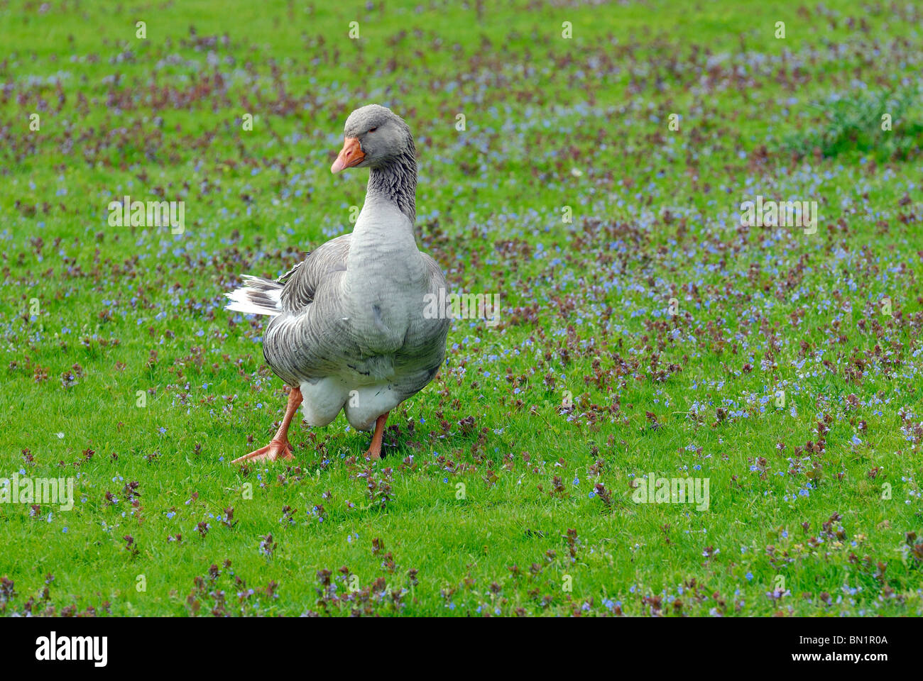 Bird sp hi-res stock photography and images - Alamy