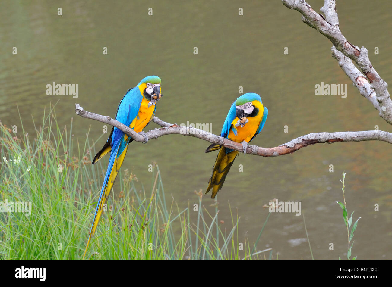 Ara ararauna, Blue-and-yellow Macaw Stock Photo - Alamy