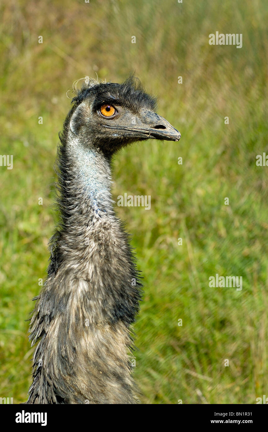 Dromaius novaehollandiae, Emu Stock Photo - Alamy