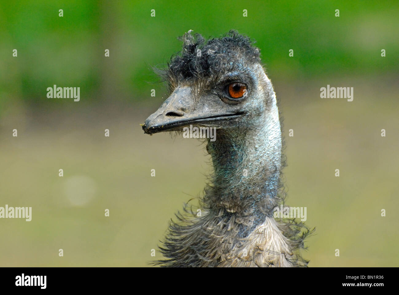 Dromaius novaehollandiae, Emu Stock Photo - Alamy