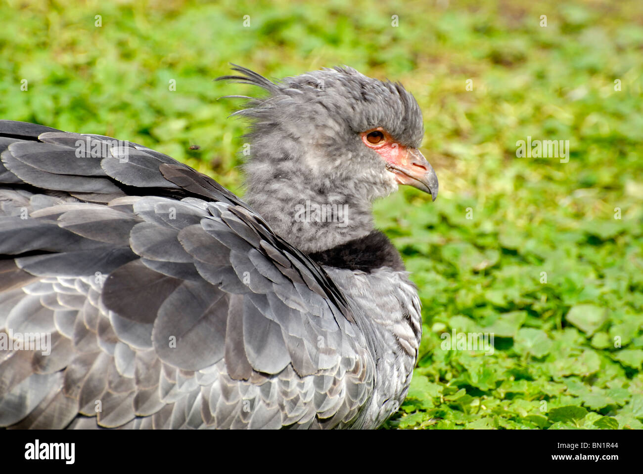 Chauna torquata, Southern Screamer Stock Photo - Alamy