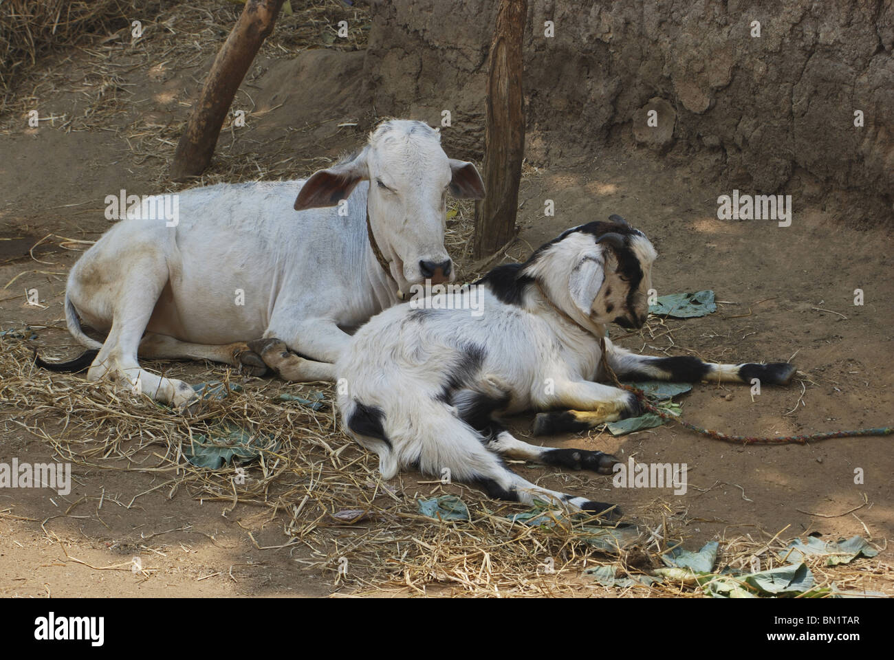 A calf and a goat are resting under shadow Stock Photo - Alamy