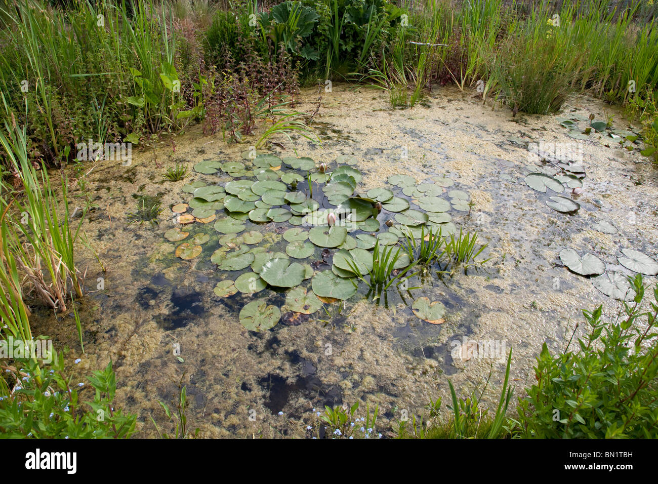 Wildlife pond at the RSPB information and Visitor Centre, Rainham ...