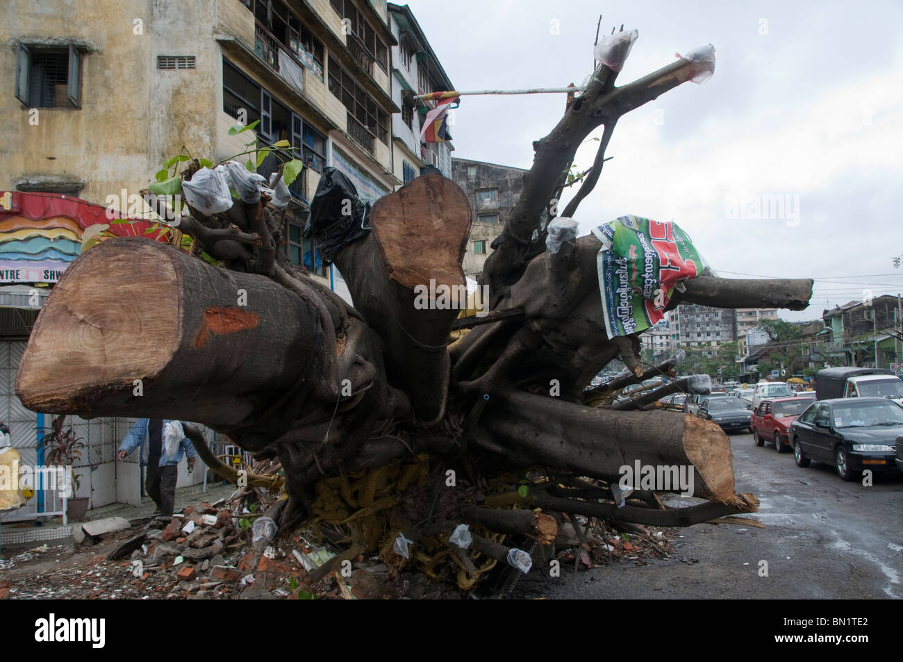Fallen tree debris caused by Cyclone Nargis in Yangon, Myanmar, Burma ...