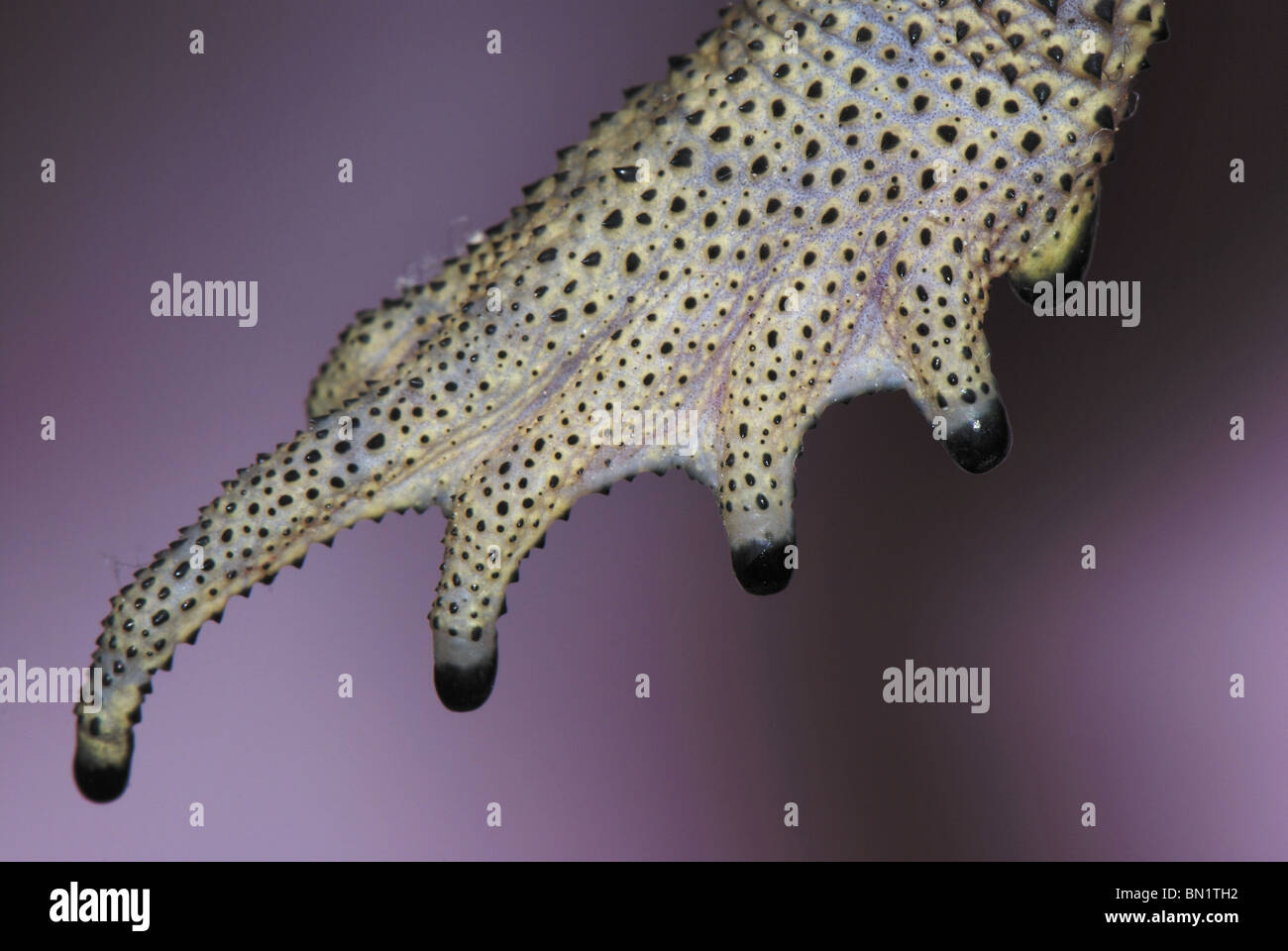 common toad (Duttaphrynus melanostictus) with unwebbed forelimb details ...
