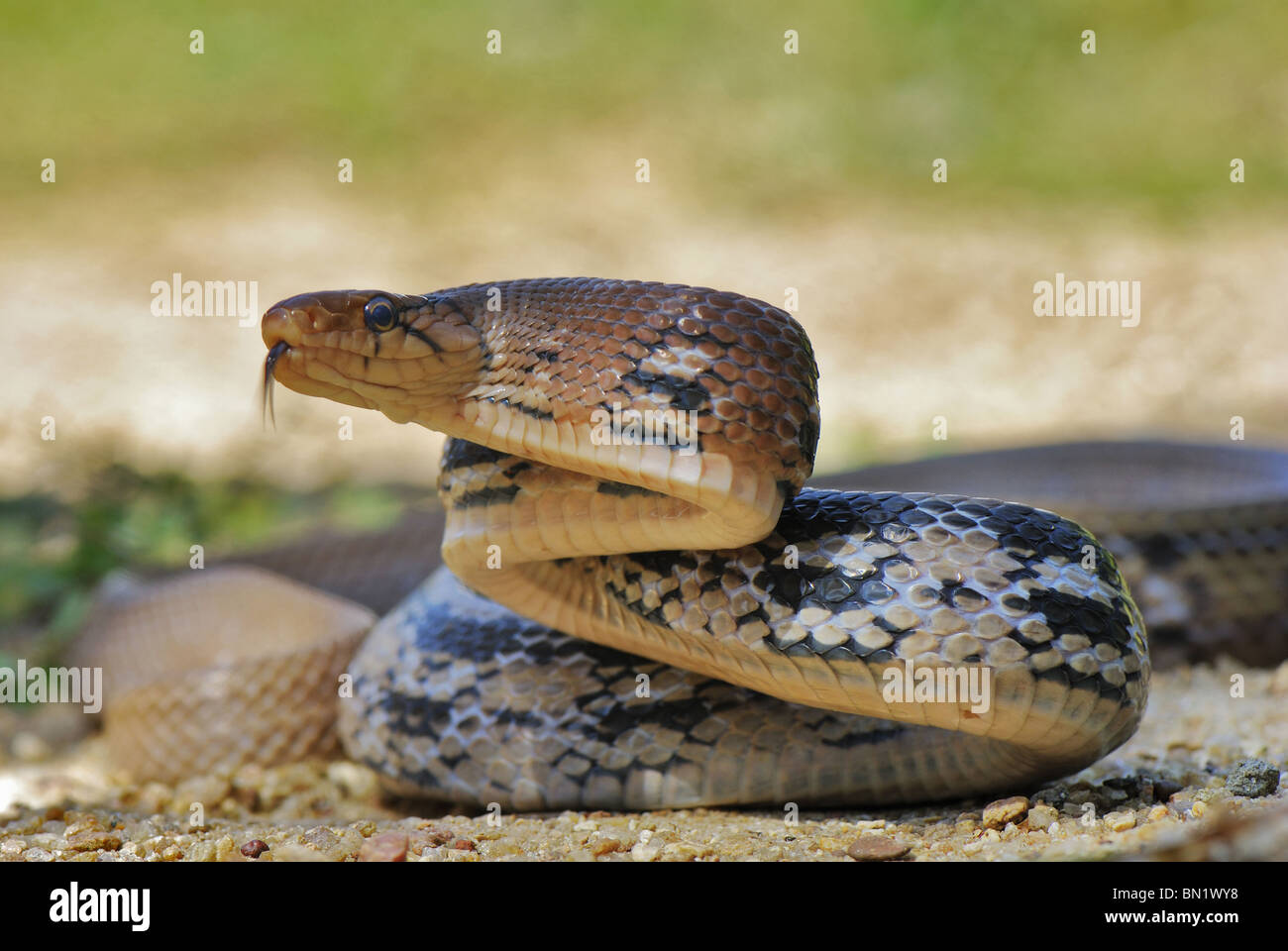 COPPER HEADED TRINKET SNAKE , Coelognathus radiatus. Non Venomous ...