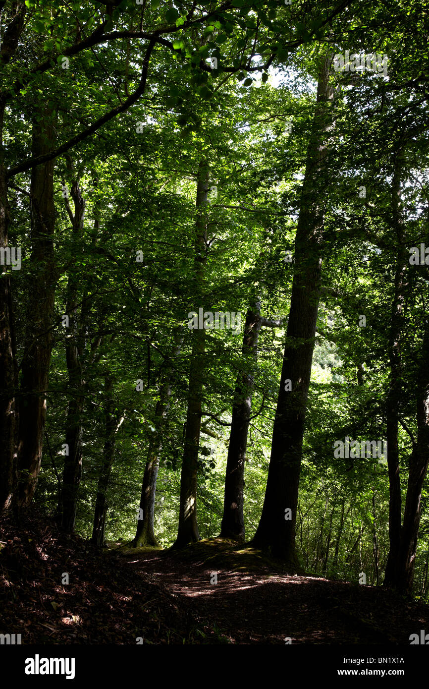 Summer woodland at Collingwood Stock Photo - Alamy