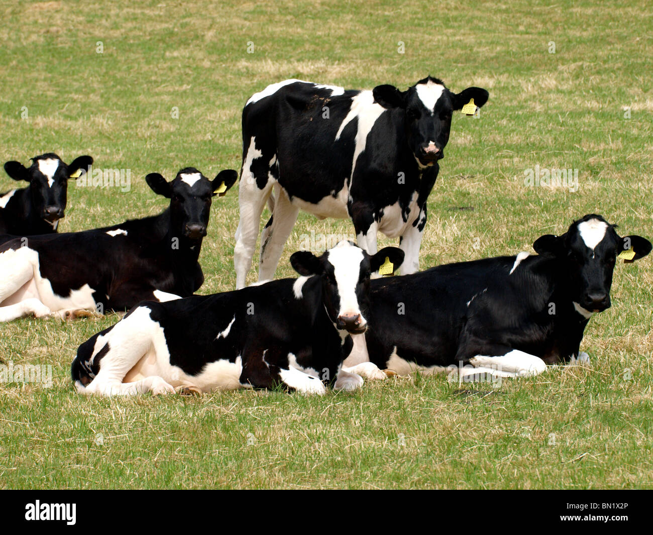 Cows - bullocks, Cornwall Stock Photo - Alamy