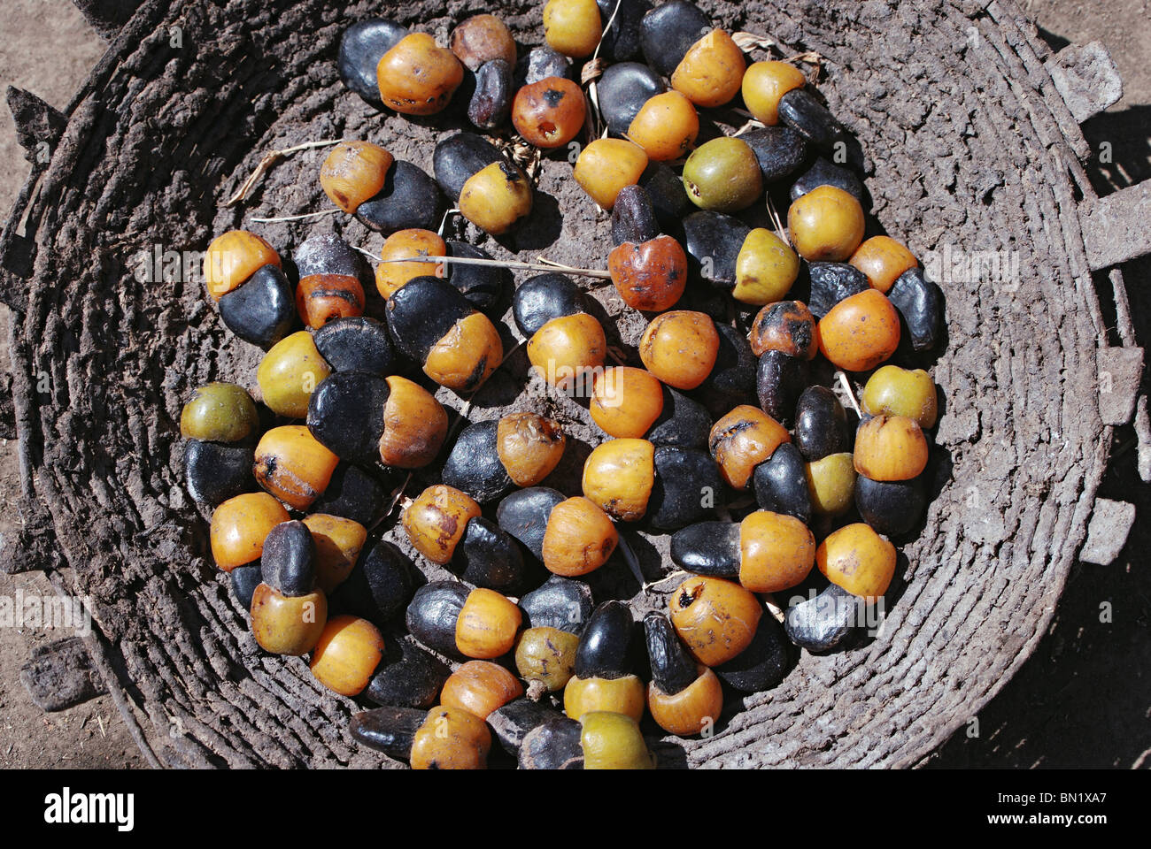 Biba nuts (marking nut) - Semecarpus anacardium Stock Photo - Alamy