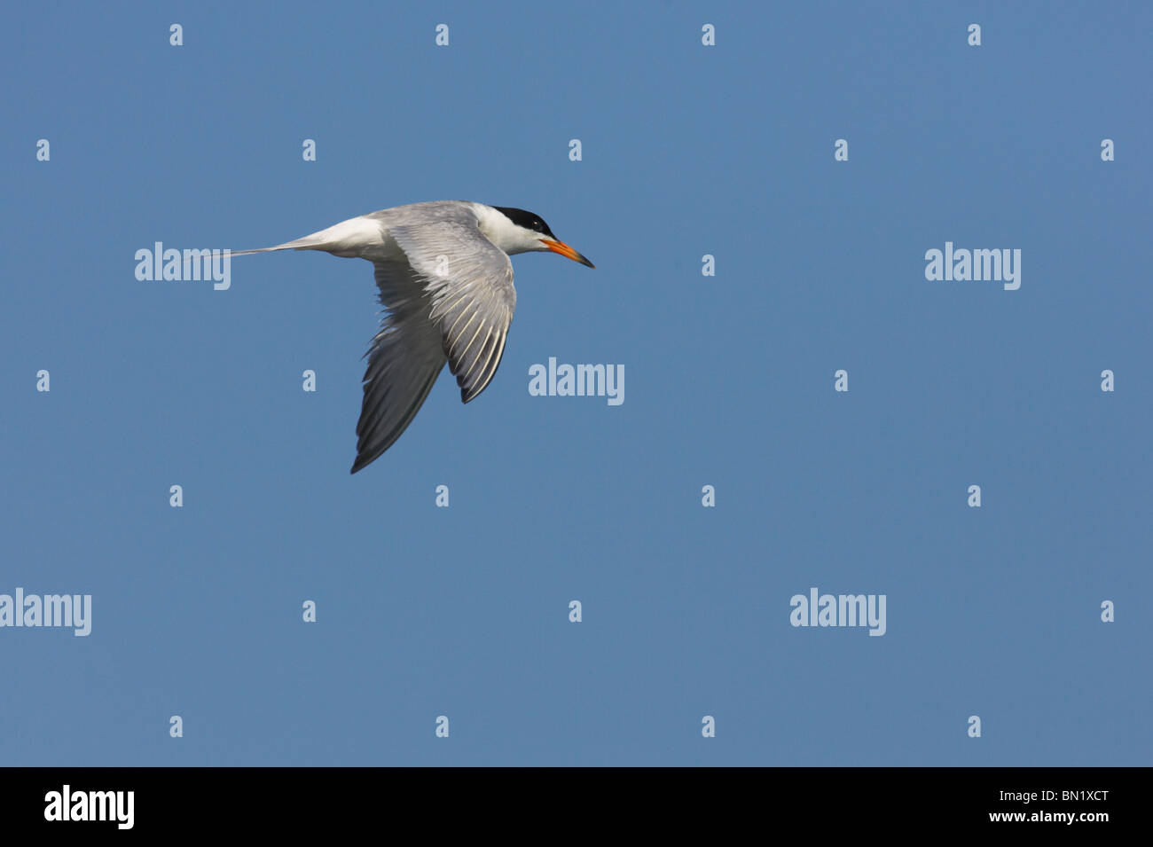 Adult Common Tern in Flight Stock Photo - Alamy