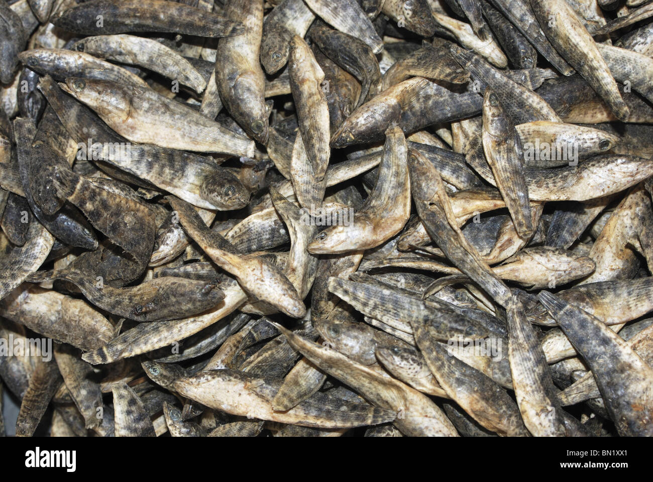 Stock images fish hi-res stock photography and images - Alamy