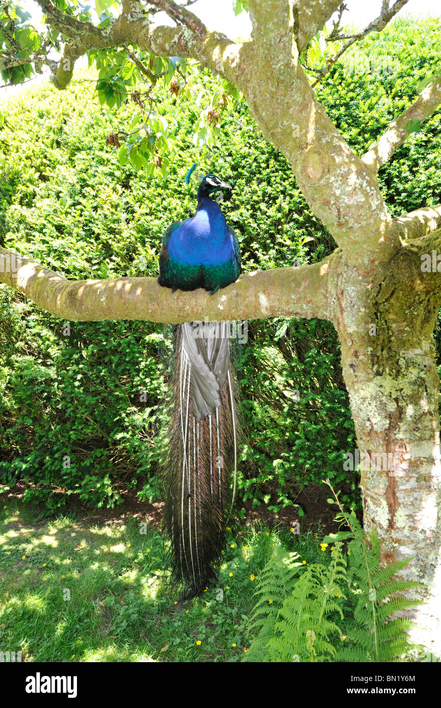 Peacock on a tree branch Stock Photo - Alamy