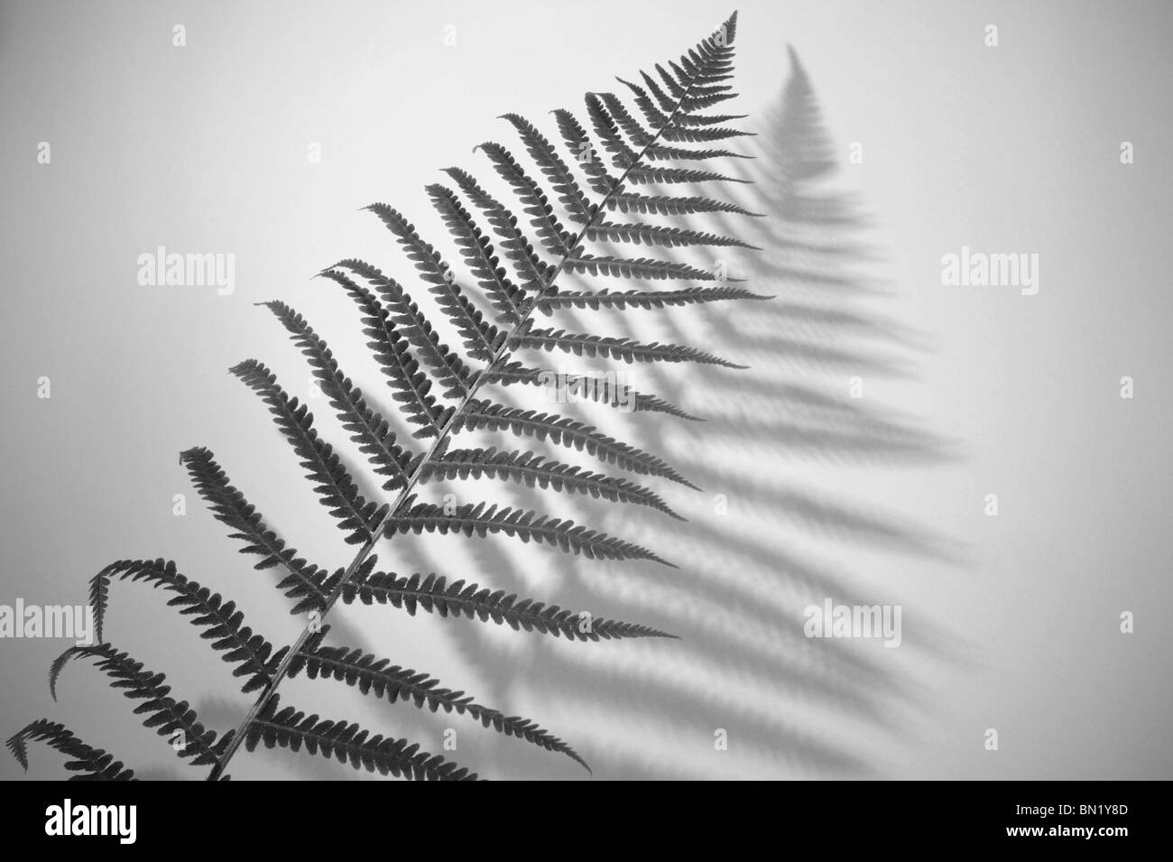 Ostrich Fern fronds arranged against a plain background with shadow ...