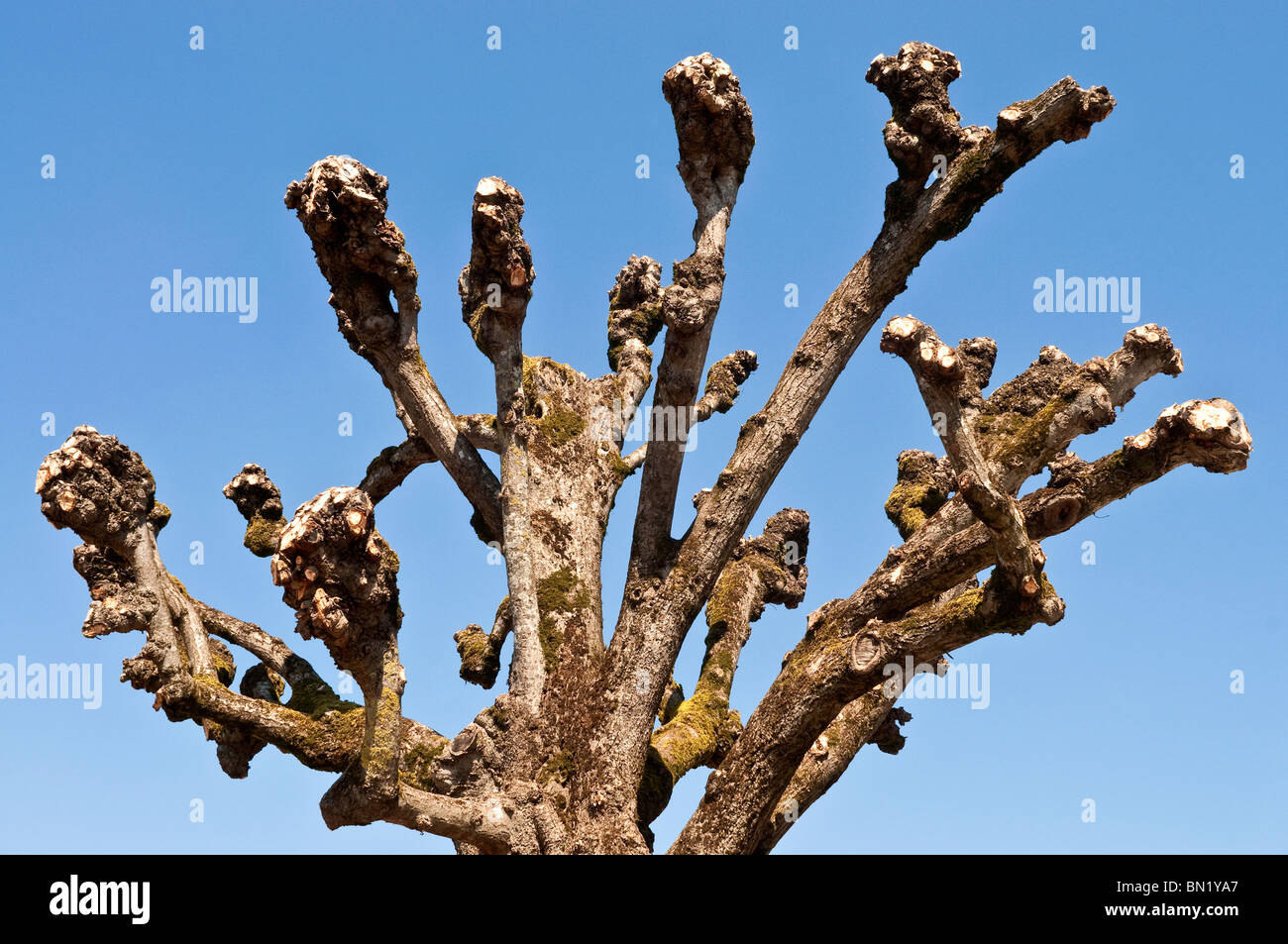 Pollarded lime tree hi-res stock photography and images - Alamy