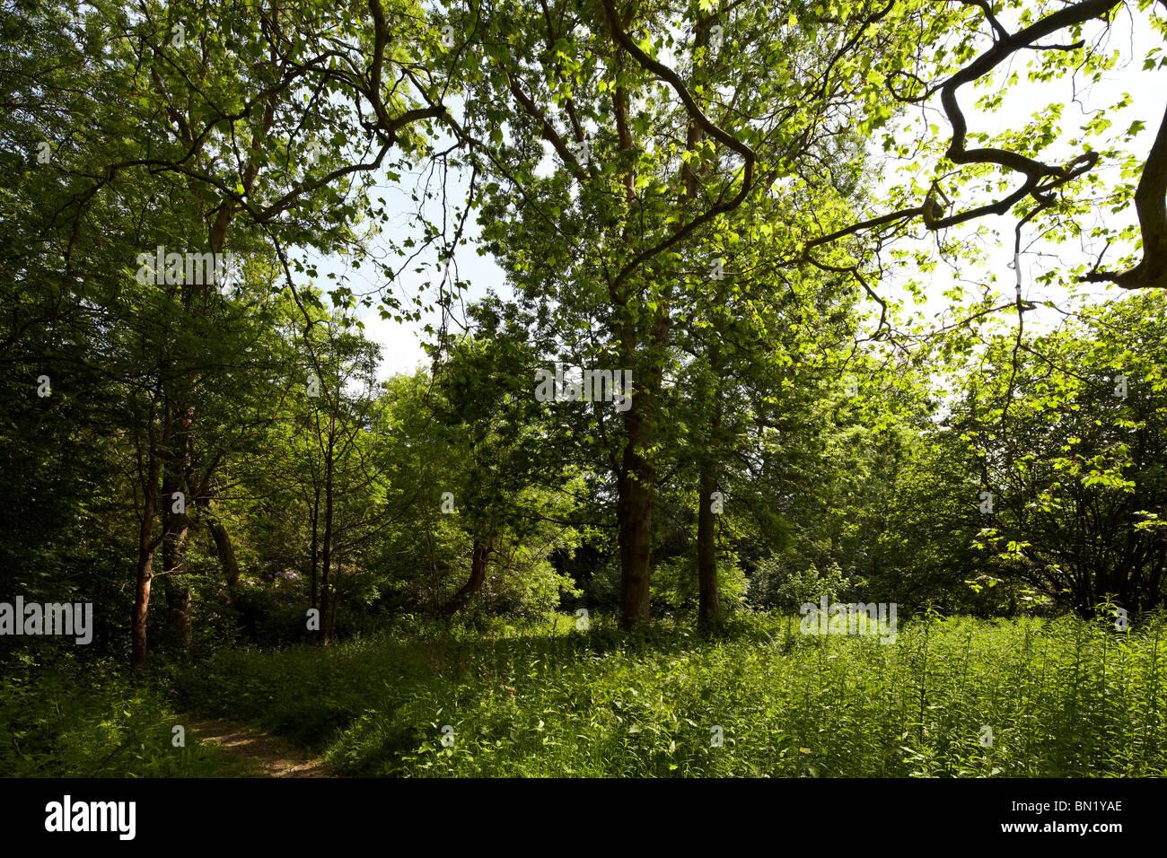Summer woodland at Collingwood Stock Photo - Alamy