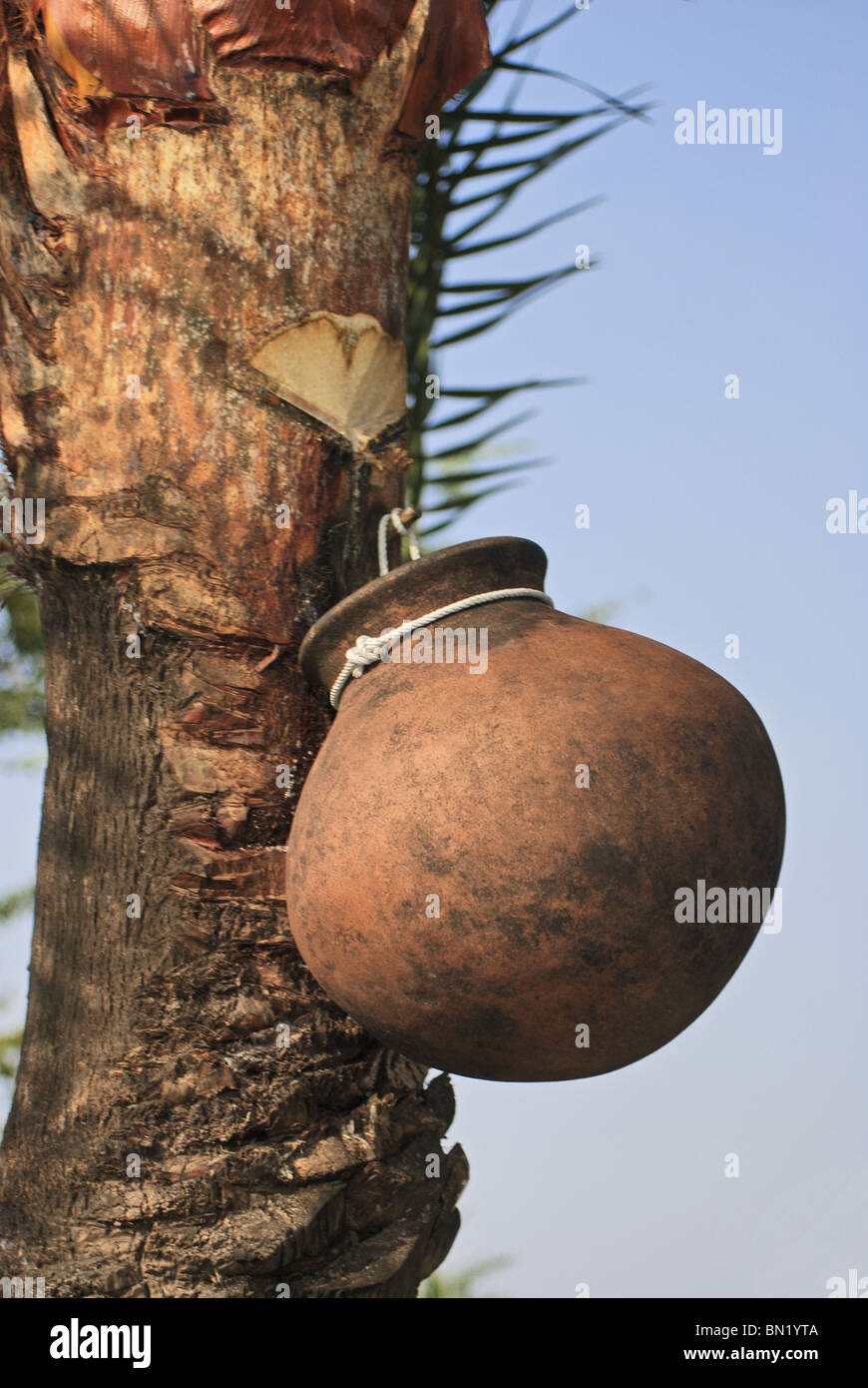 Palm sap india hi-res stock photography and images - Alamy