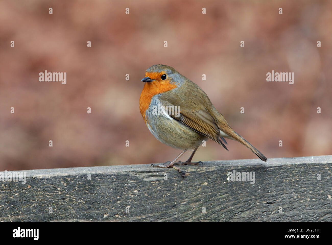 Bird robin face hi-res stock photography and images - Alamy