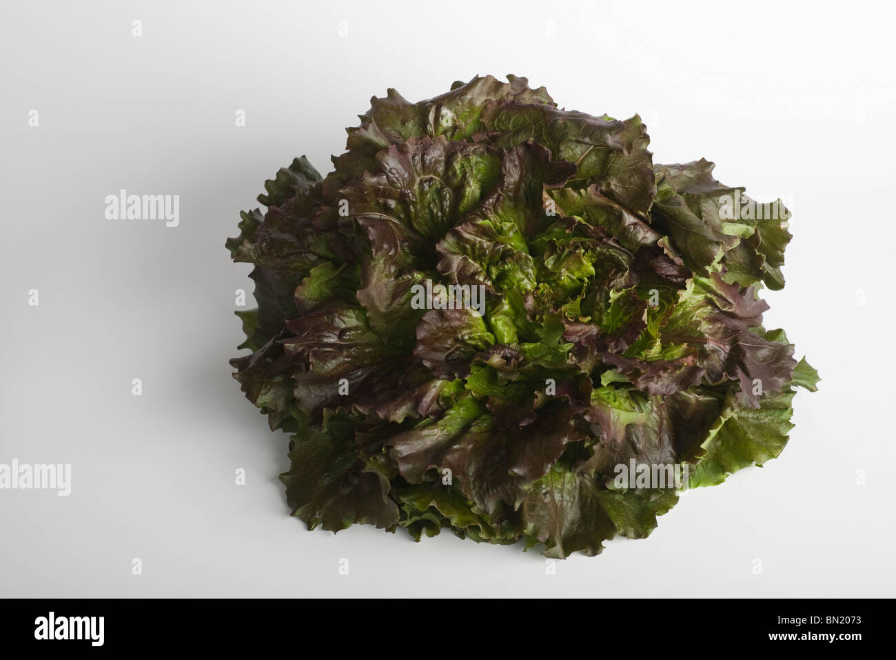 Red Batavia lettuce Stock Photo - Alamy