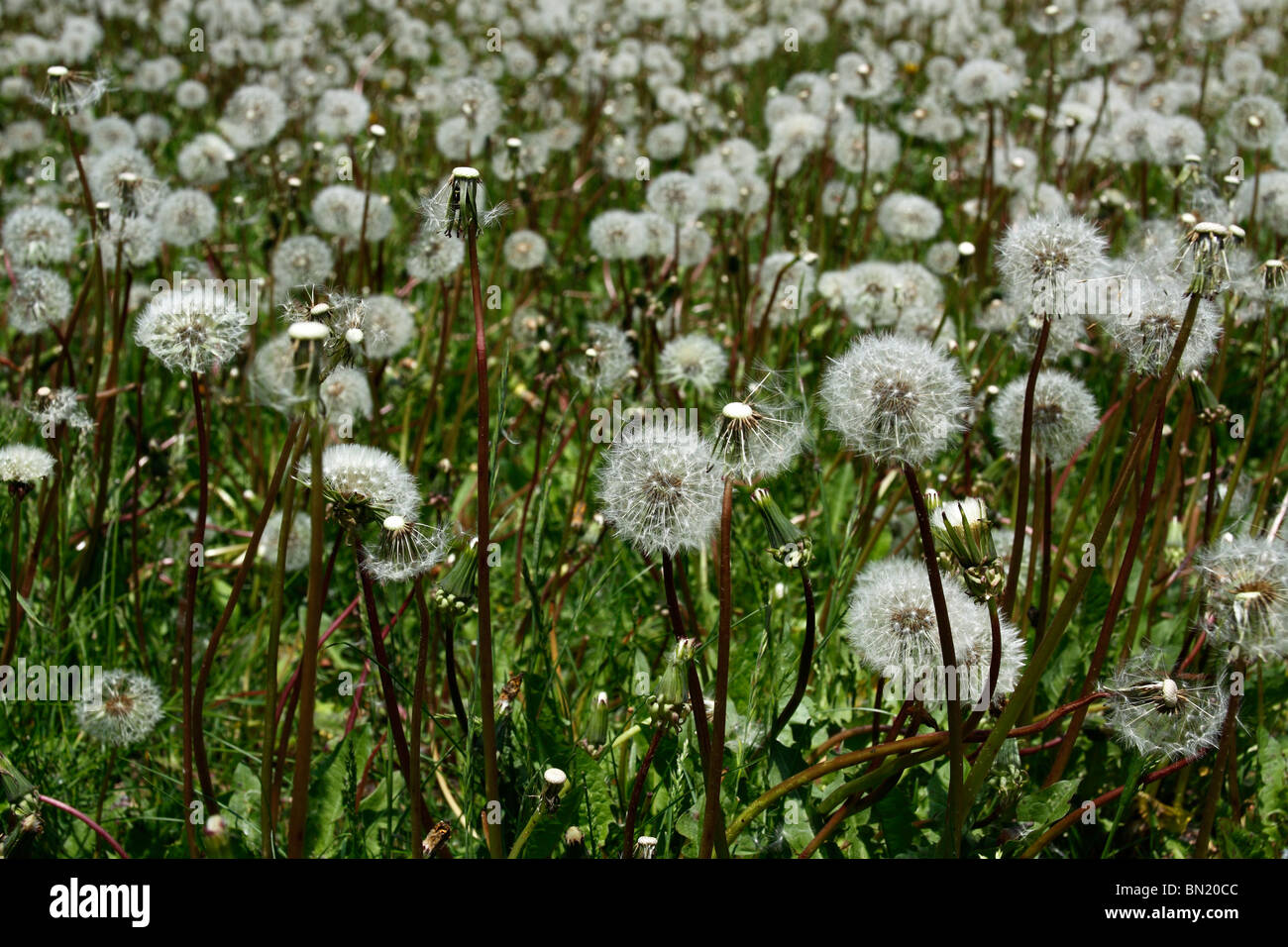 Dandelions blowing many seeds hi-res stock photography and images - Alamy