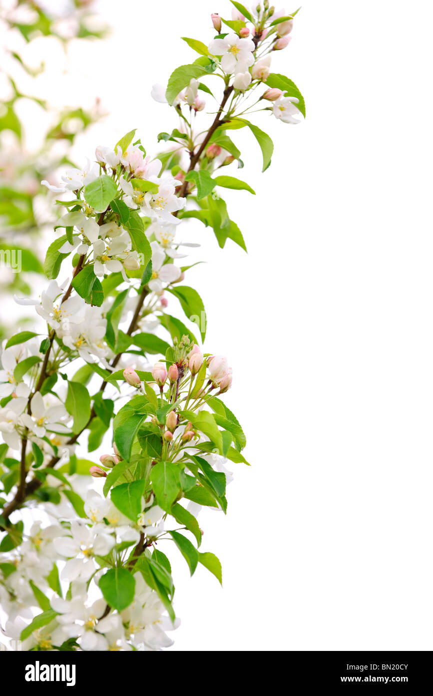 Blooming apple tree branch isolated on white background Stock Photo - Alamy