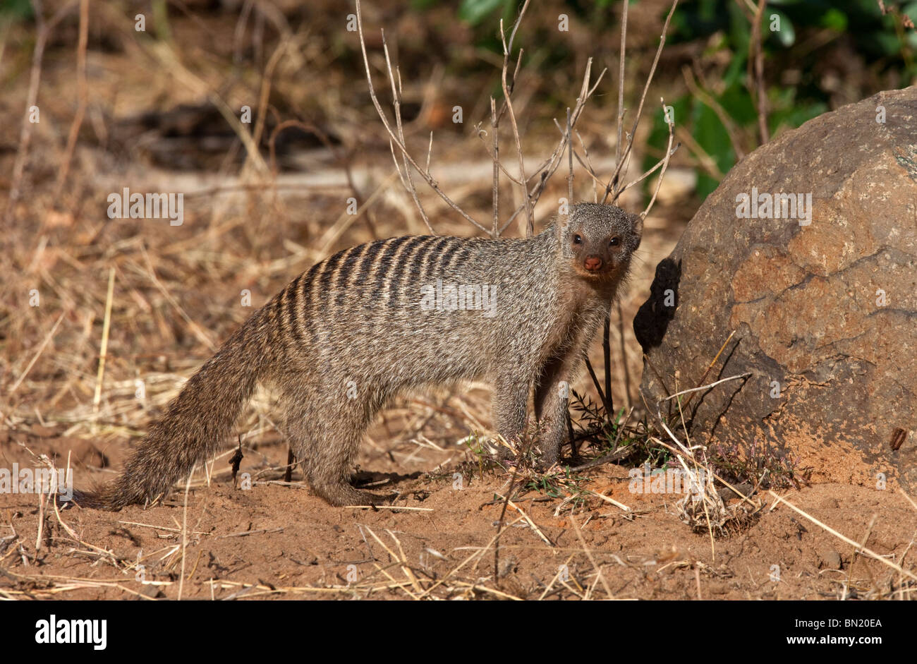 A Banded Mongoose (Mungos mungo) in Chobe National Park in Botswana ...