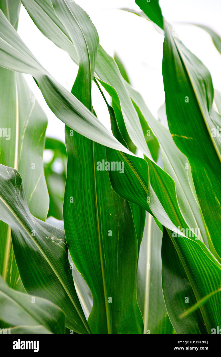 Corn leaves and stalks close up Stock Photo - Alamy