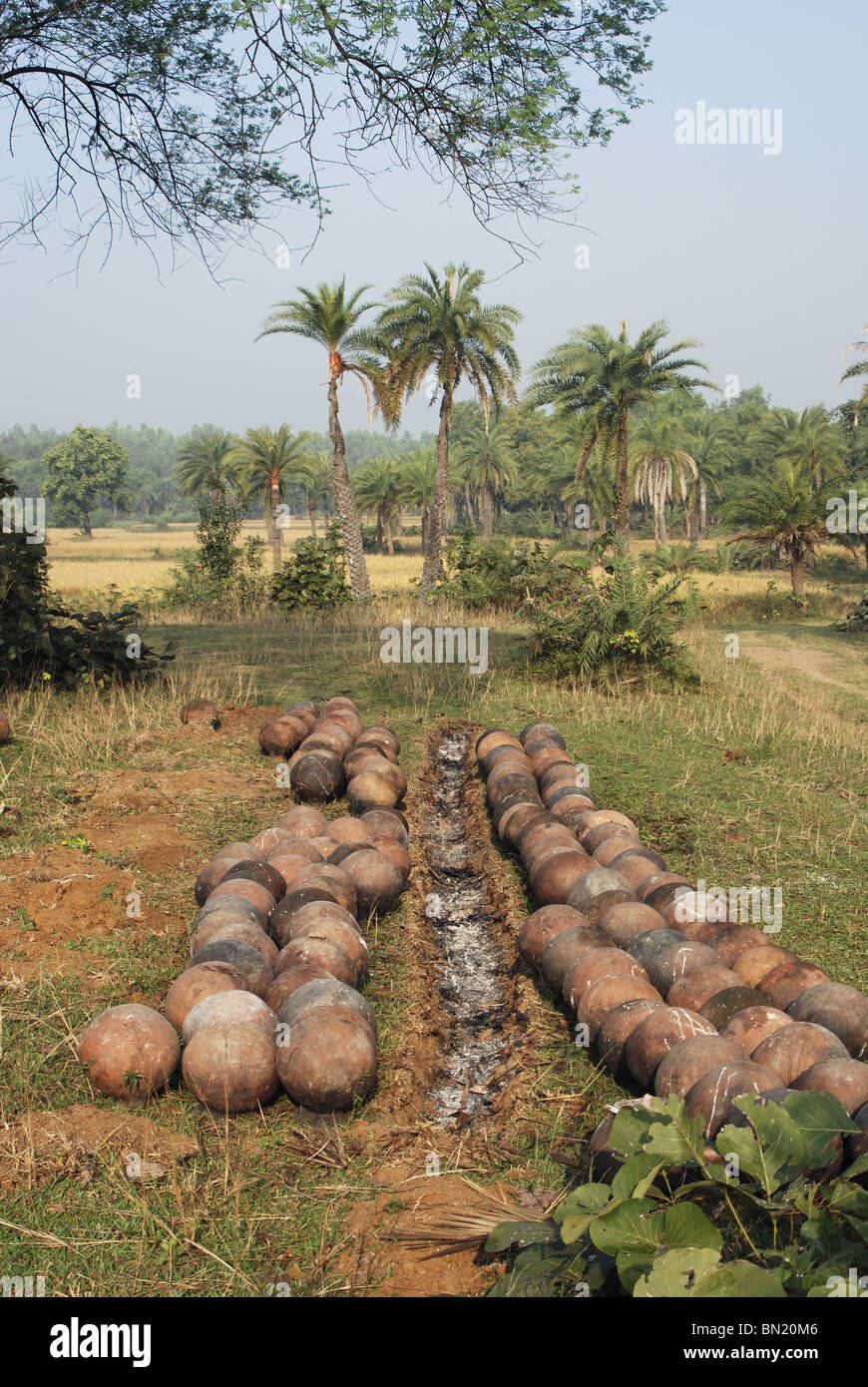 Khejur hi-res stock photography and images - Alamy