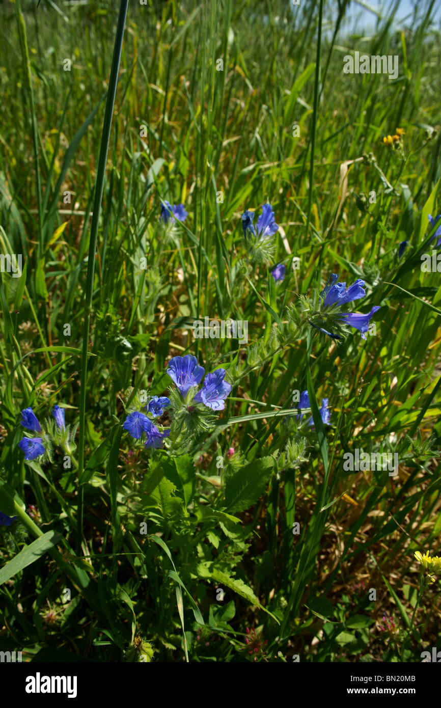 blue flowers,spring time Stock Photo - Alamy