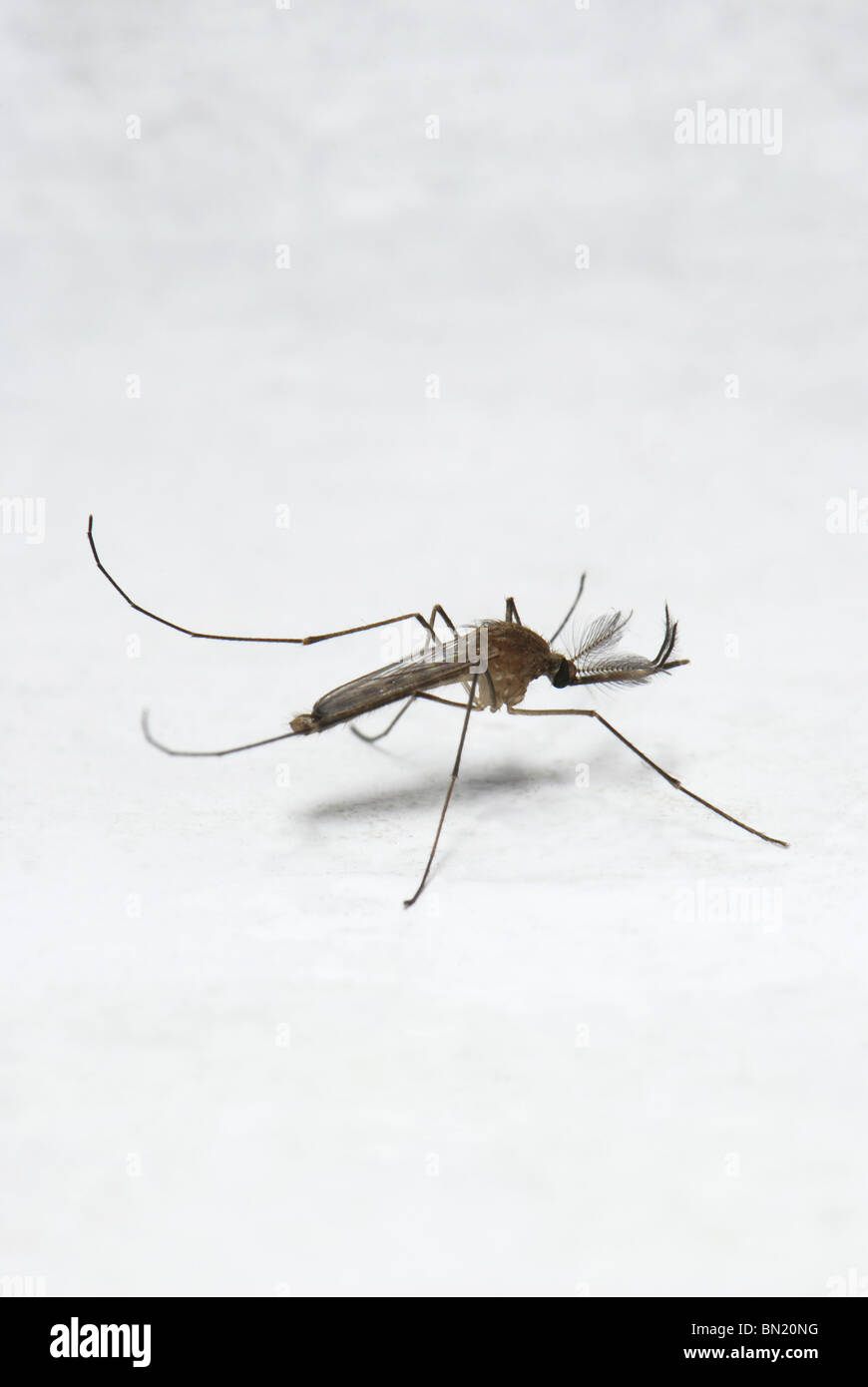 Mosquito insect hi-res stock photography and images - Alamy