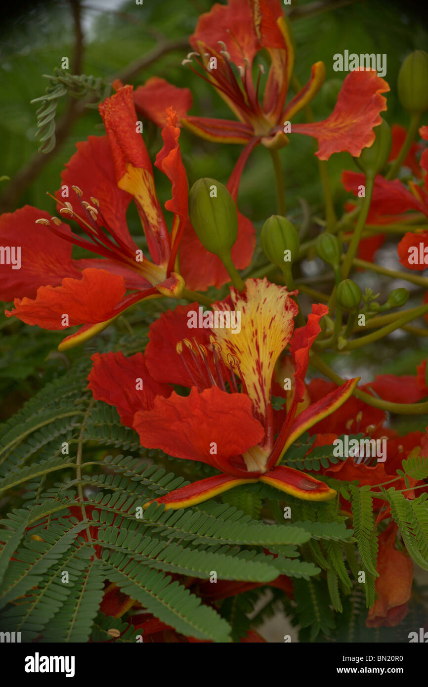 Gulmohar tree flowers hi-res stock photography and images - Alamy