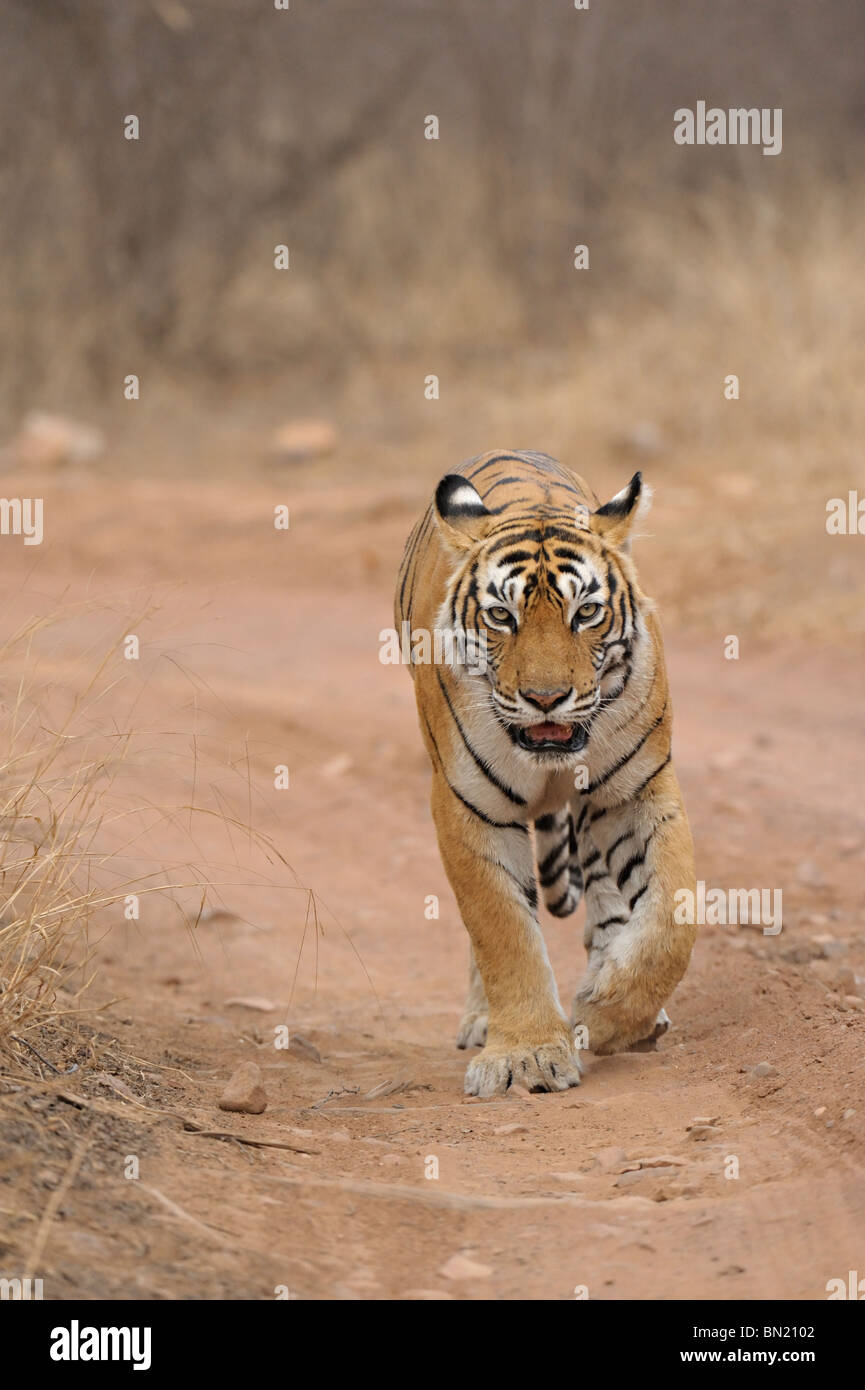 Indian man morning walk hi-res stock photography and images - Alamy