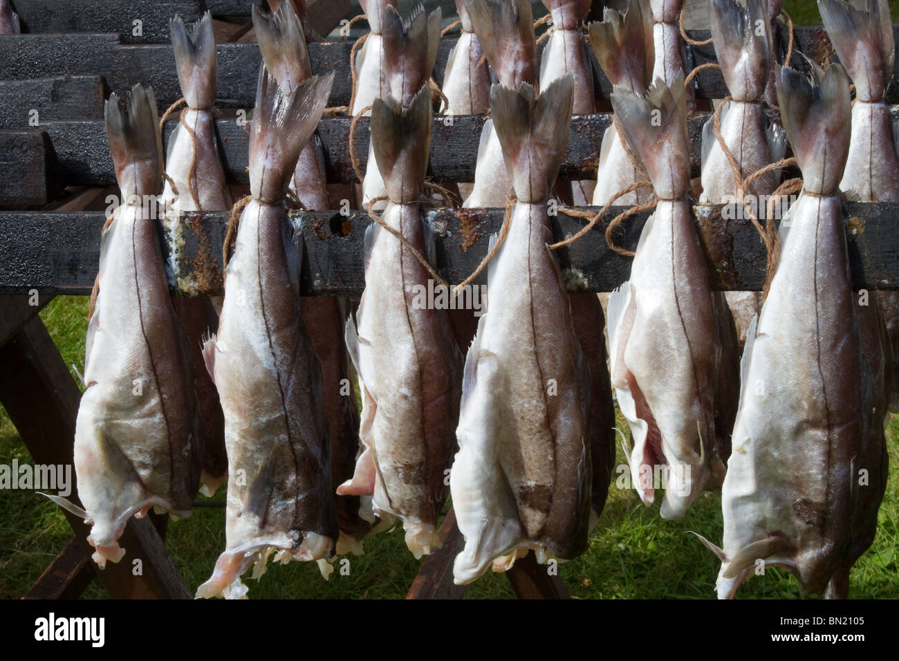 Cooked Haddock fish Smokies, Spink smoked preserved speciality seafood ...