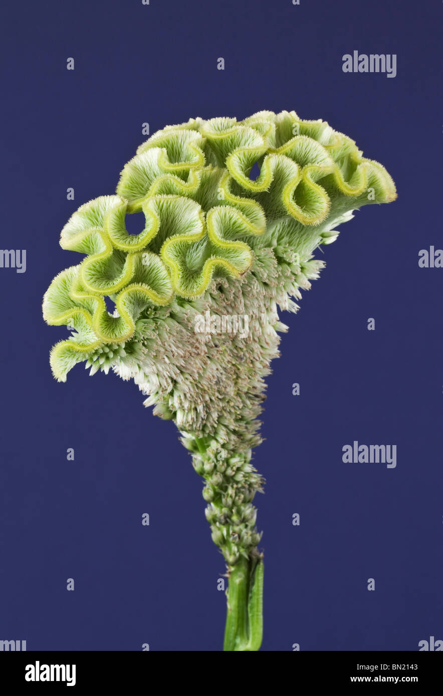 Green Cockscombe Celosia on blue background Stock Photo - Alamy