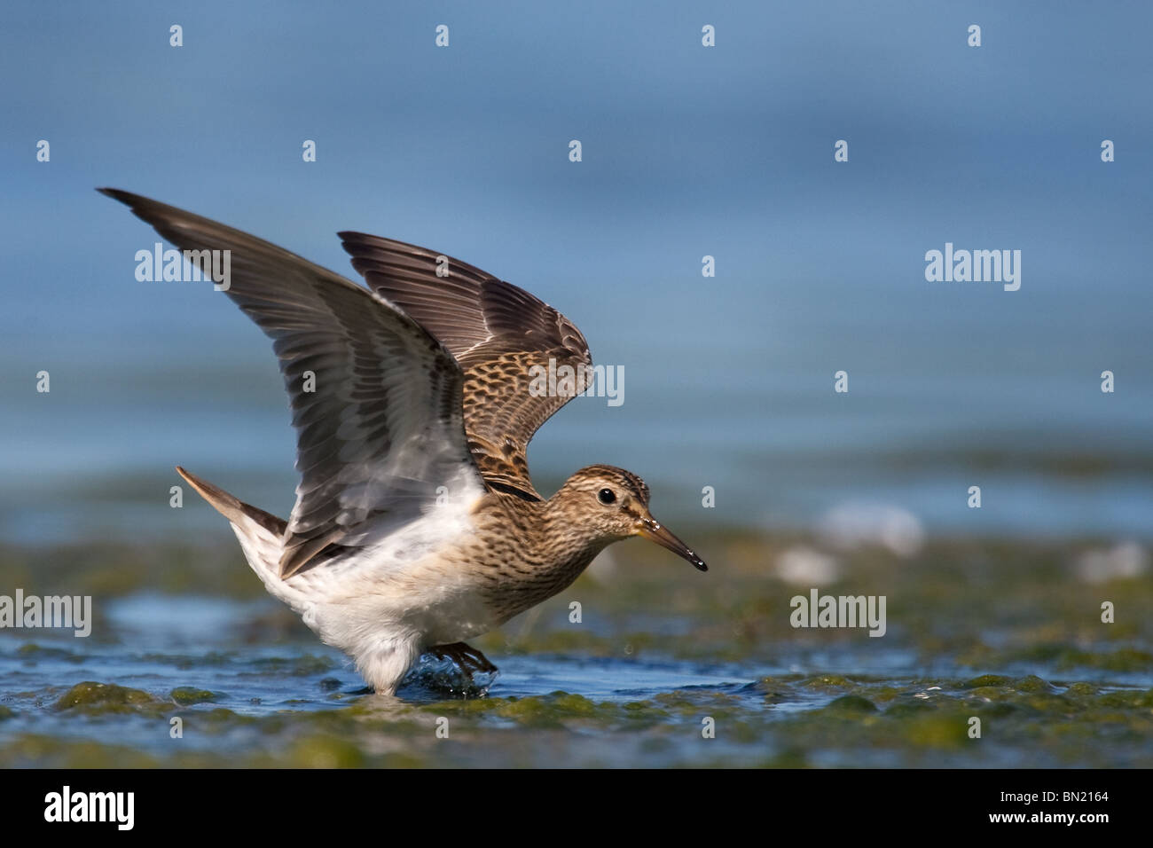 Pectoral Sandpiper taking flight from water Stock Photo - Alamy