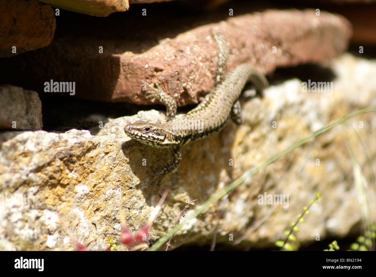 COMMON WALL LIZARD (MONTBARD FRANCE Stock Photo - Alamy