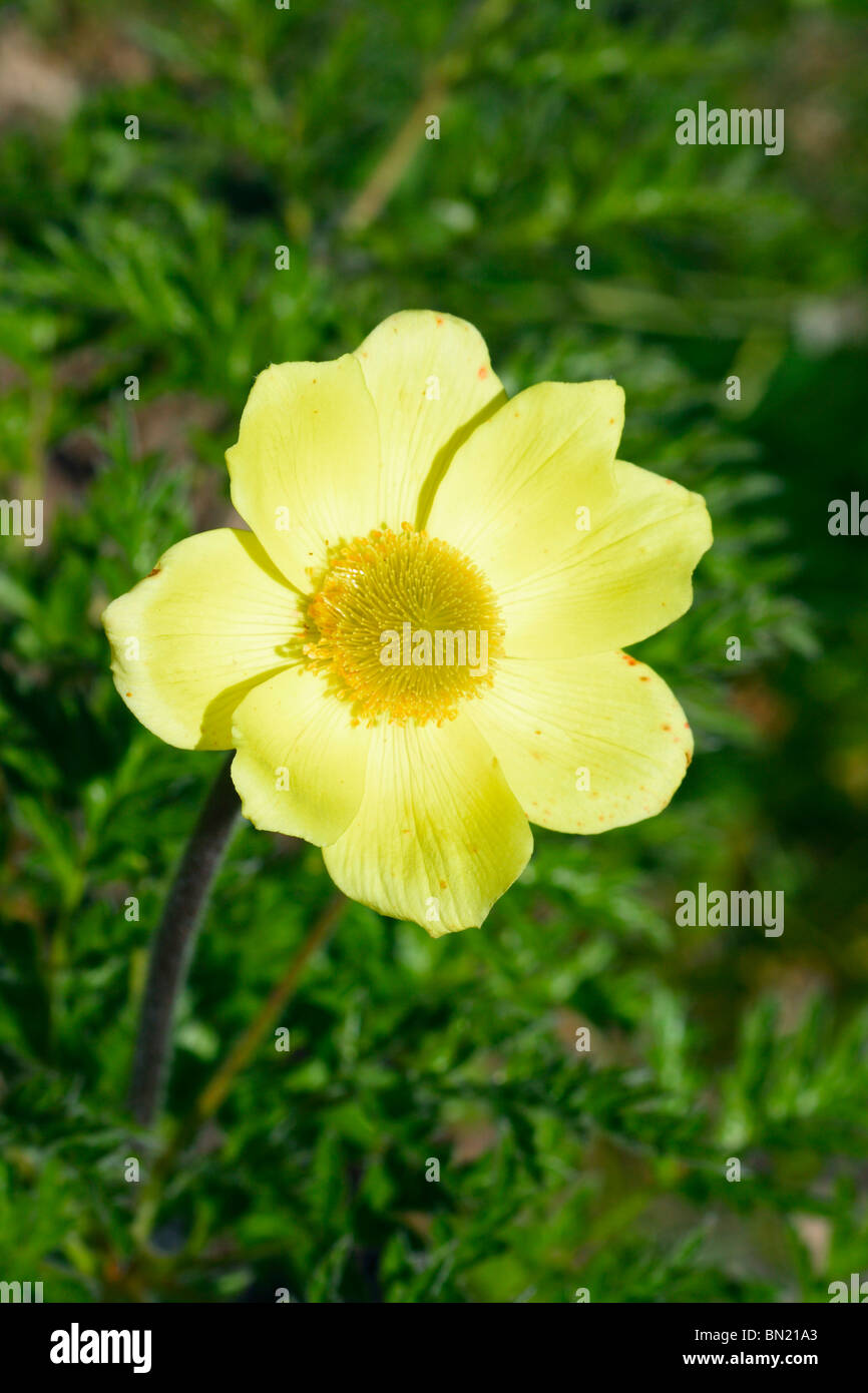 Pyrenees wild flower hi-res stock photography and images - Alamy