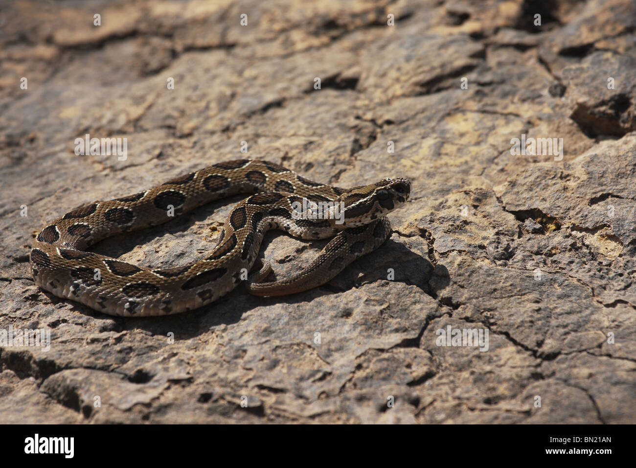 Russells Viper High Resolution Stock Photography and Images - Alamy