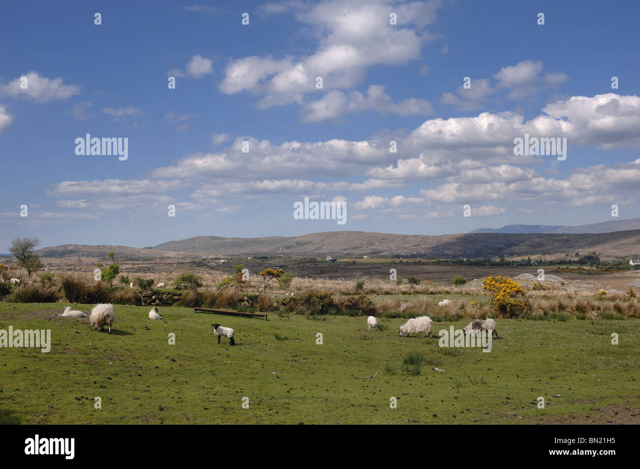 Irish sheep hi-res stock photography and images - Alamy