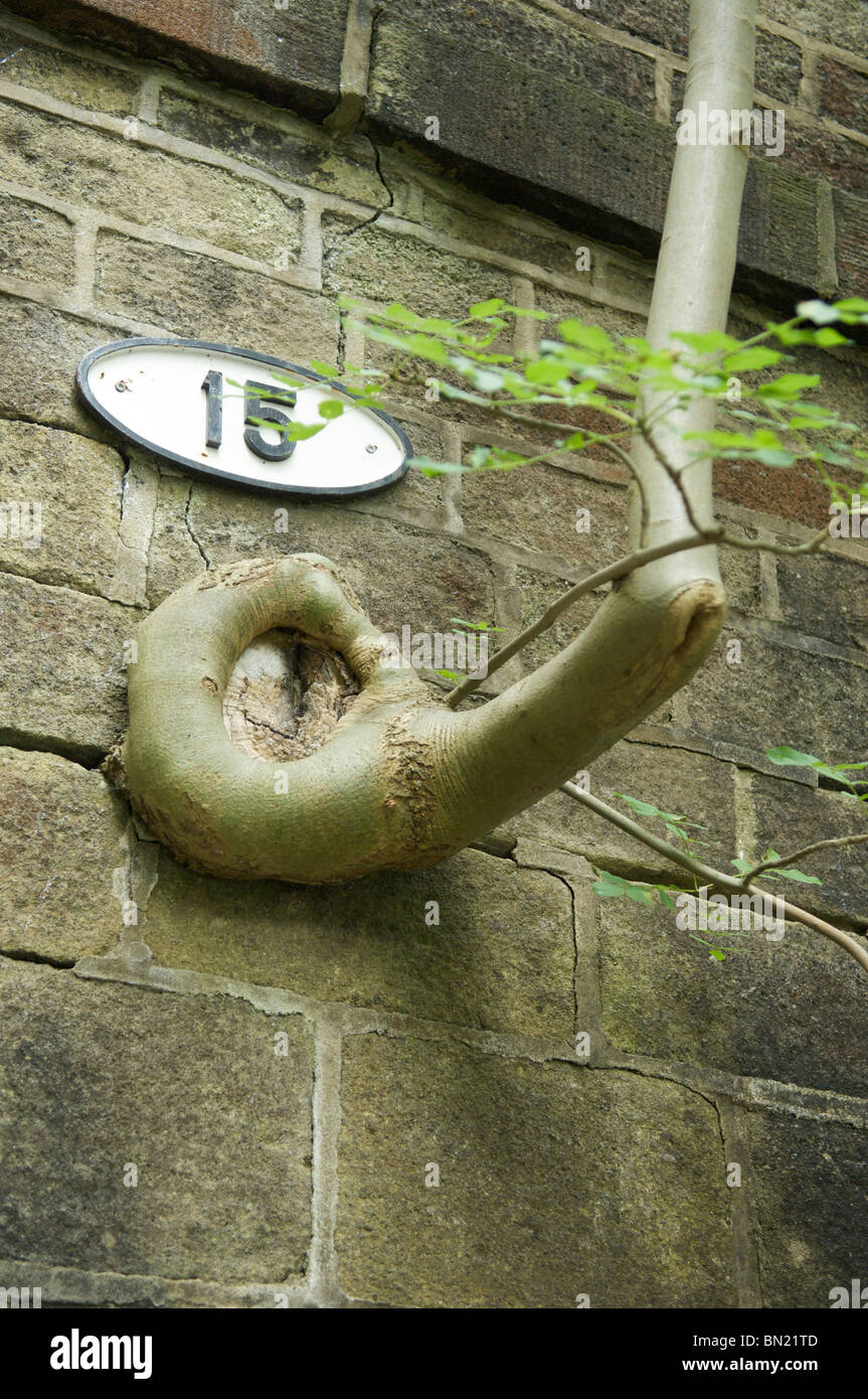 Tree root damage hi-res stock photography and images - Alamy