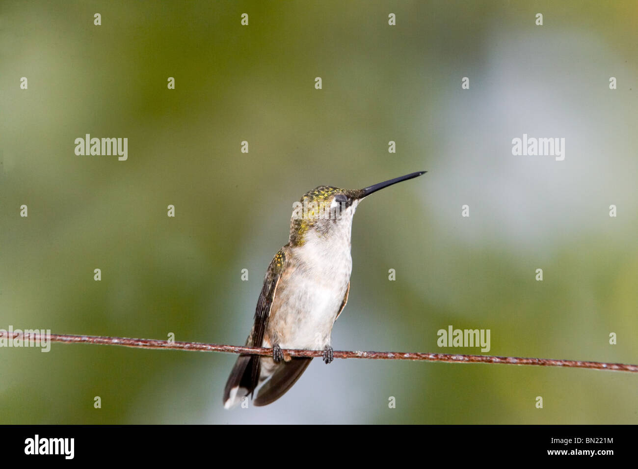 Sleeping Hummingbird
